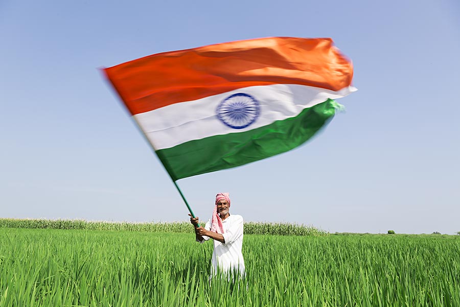 Rural Farmer Old Man Fluttering Indian Flag Patriotism In Field